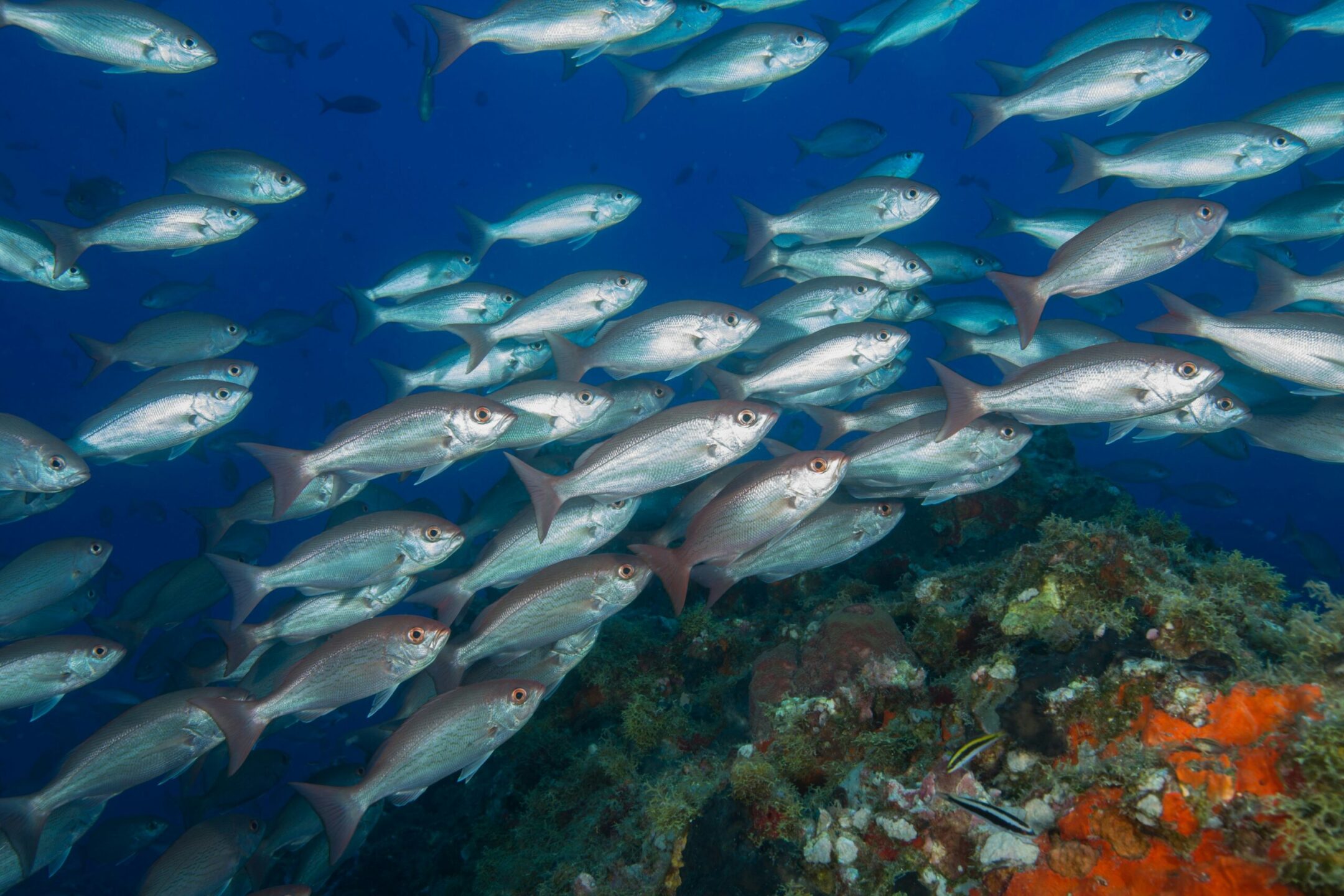 What are UXO surveys? Marine Glossary - Applied Acoustics